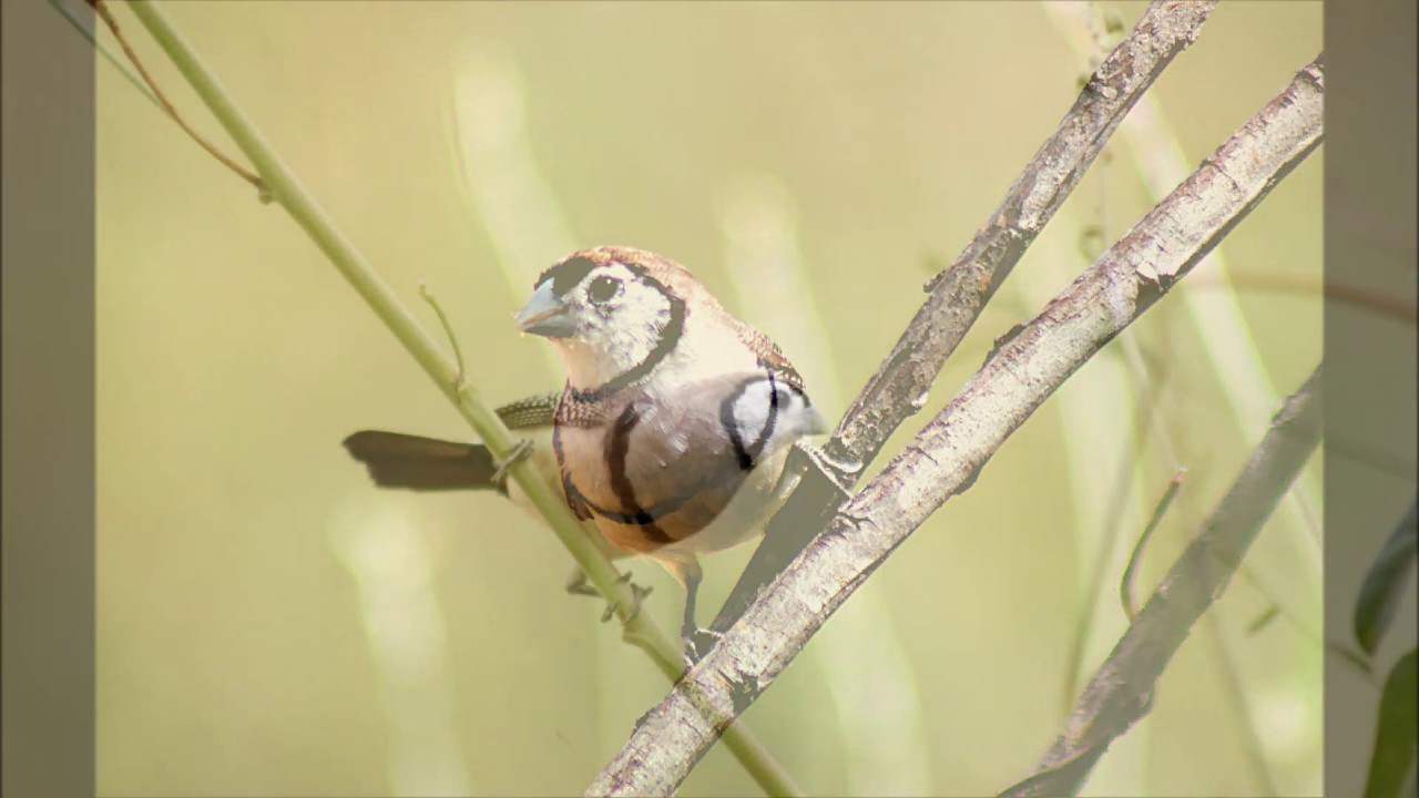 Birds of Gemini .....double bar finches - YouTube