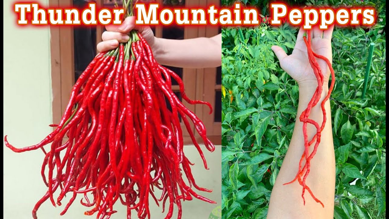 Rare and Unique Thunder Mountain Pepper Plants of Asia transplanted from hydroponics substrate ...