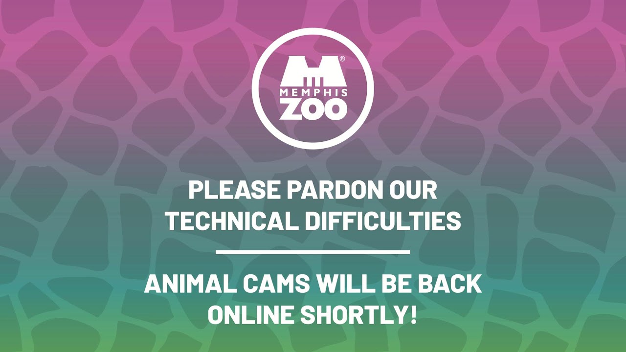 Memphis Zoo Hippo Cam - YouTube