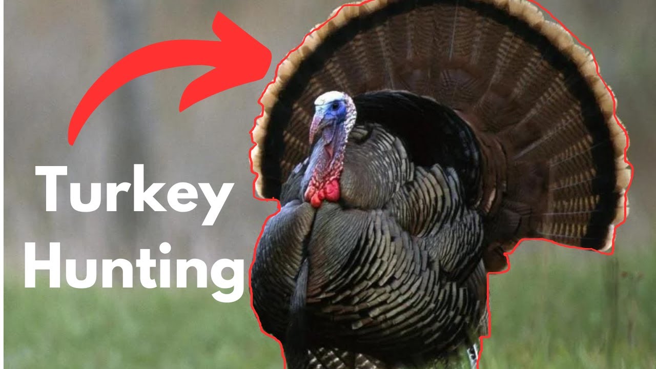 Turkey Hunting! |Spot & Stalk| #outdoors #turkey #hunting - YouTube
