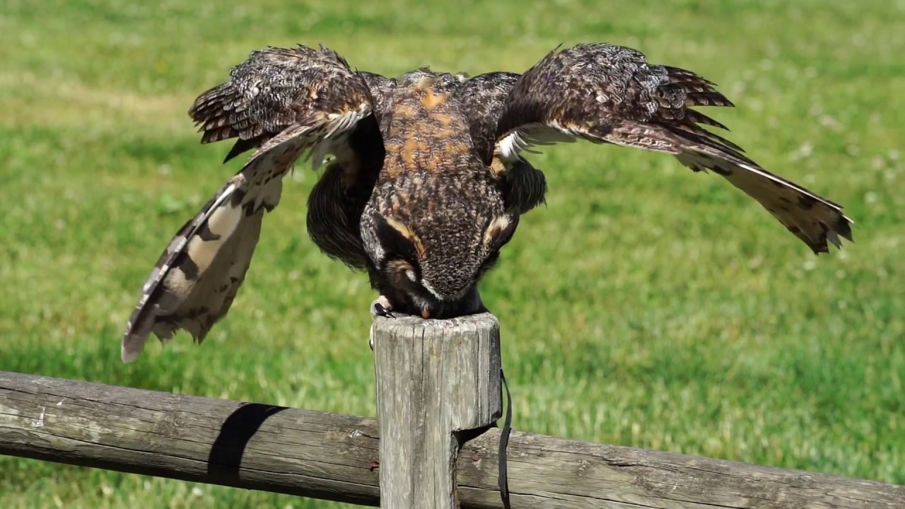 Owl - Slow Motion Fly - Part 2 - YouTube
