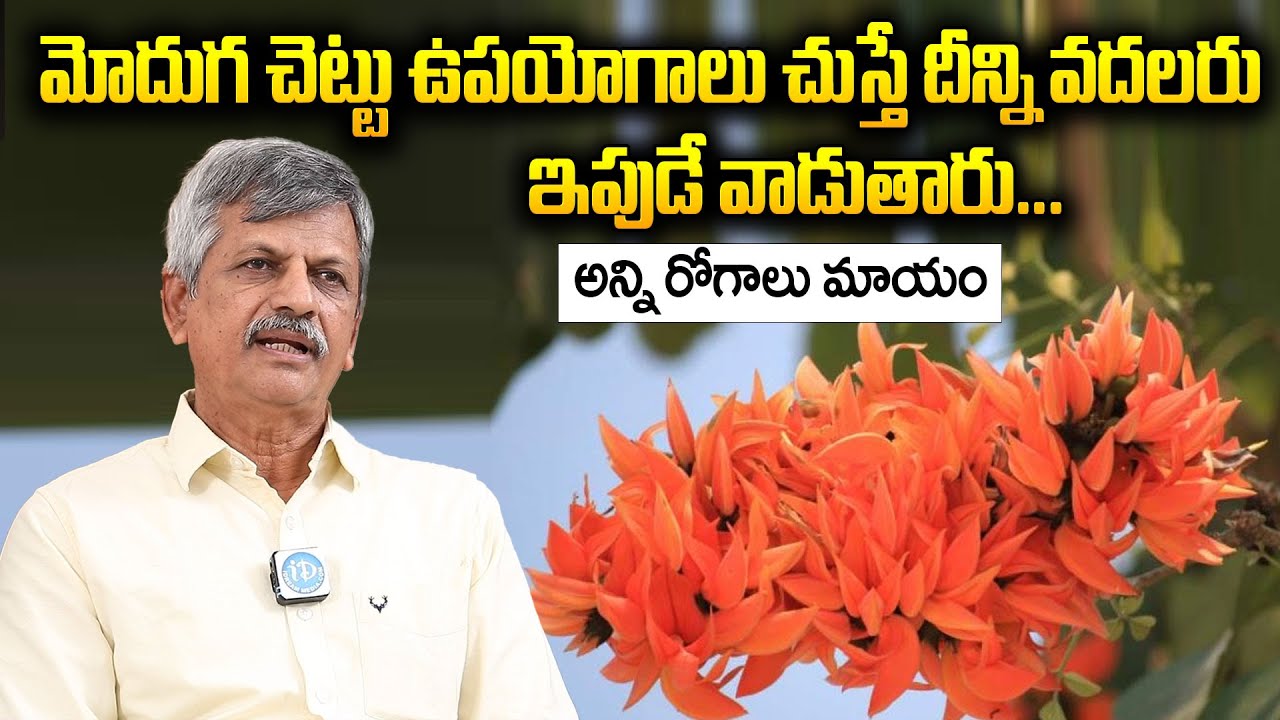 Uses Of Moduga Chettu | మోదుగ చెట్టు అద్భుత ఉపయోగాలు.. || Anjaneya Raju ...