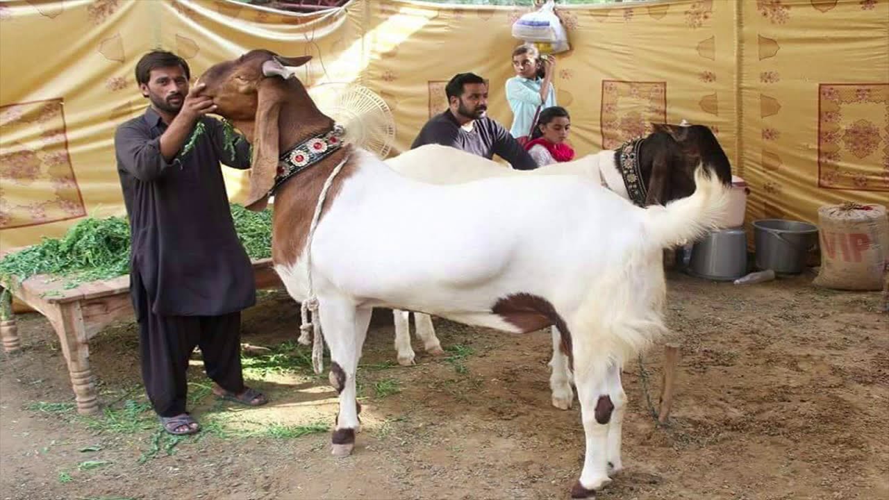 top 10 biggest goats 2020 in pakistan - YouTube
