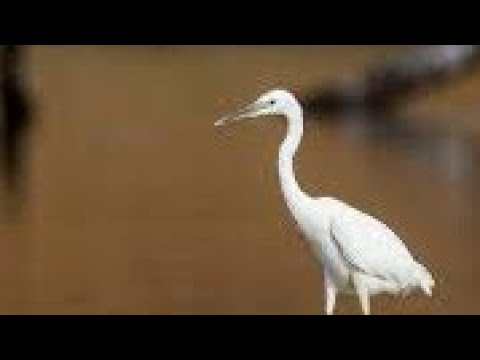 Egret sounds |indiyan egret sounds | - YouTube