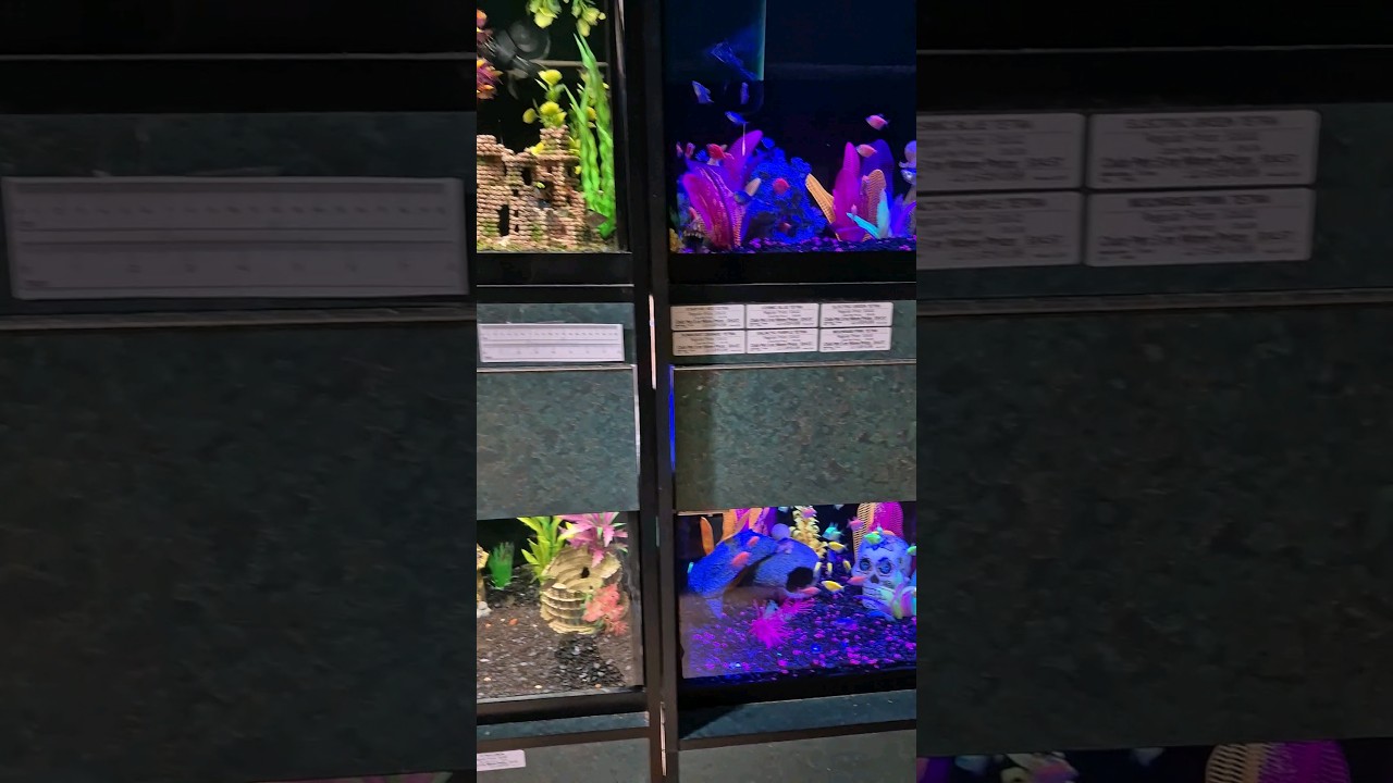 Beautiful Tanks & Fish To Choose Makes Hard Decisions #fish #fishtank # ...