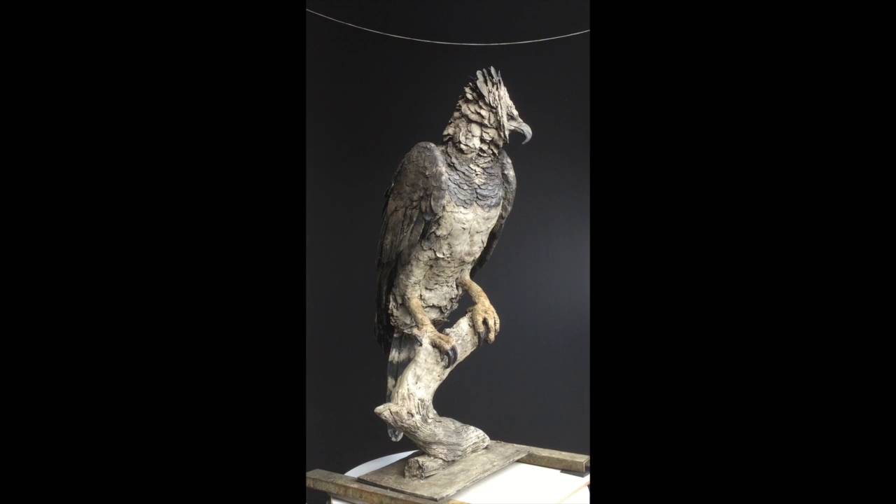 Full Size Harpy Eagle "Panama" - YouTube