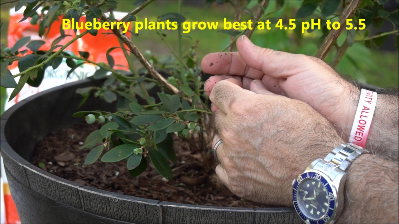 Sunshine Blue Dwarf Blueberry plant - YouTube