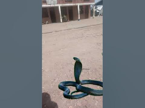 random snake 🐍 - YouTube