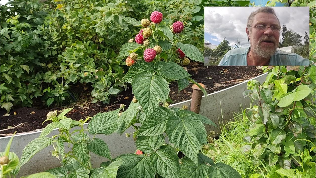 Ремонтантная малина "пингвин". Ленинградская область 04.08.2021 - YouTube