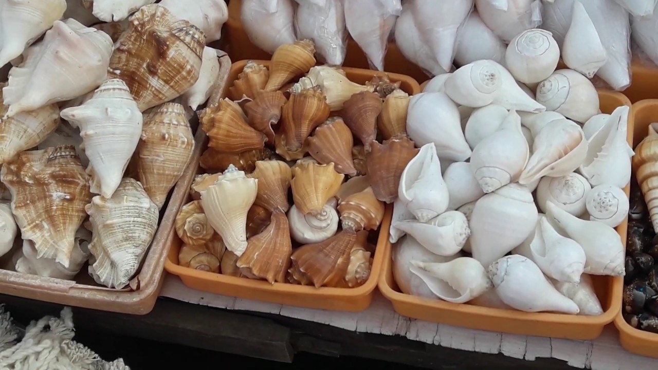 Rare#Shankh, Shell and Corals near Beach - YouTube