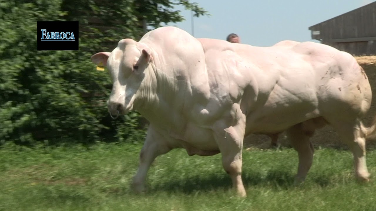 MODERATO de l'Empereur - YouTube