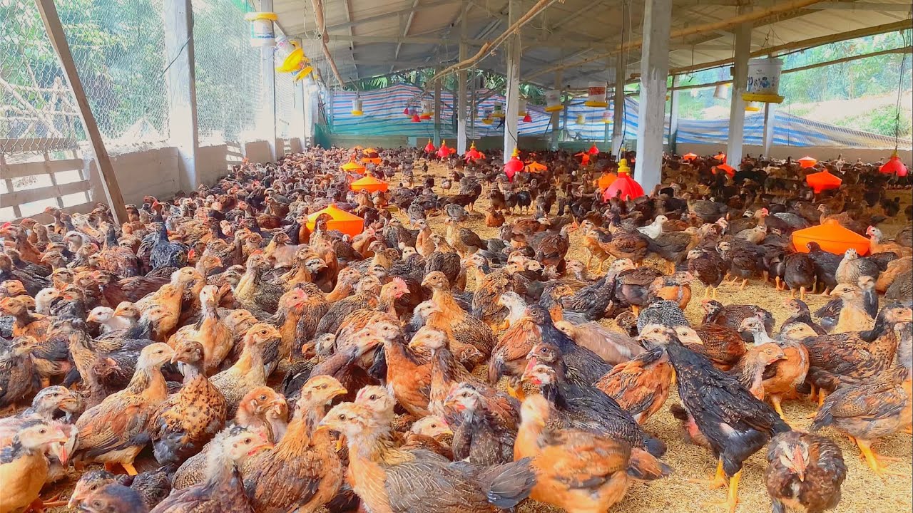 Change chicken feeders, repair chicken fins, hire excavators to level ...