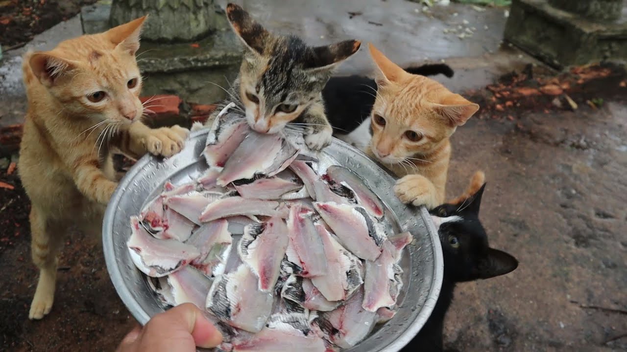 Kitten eat fish On the Rain - YouTube