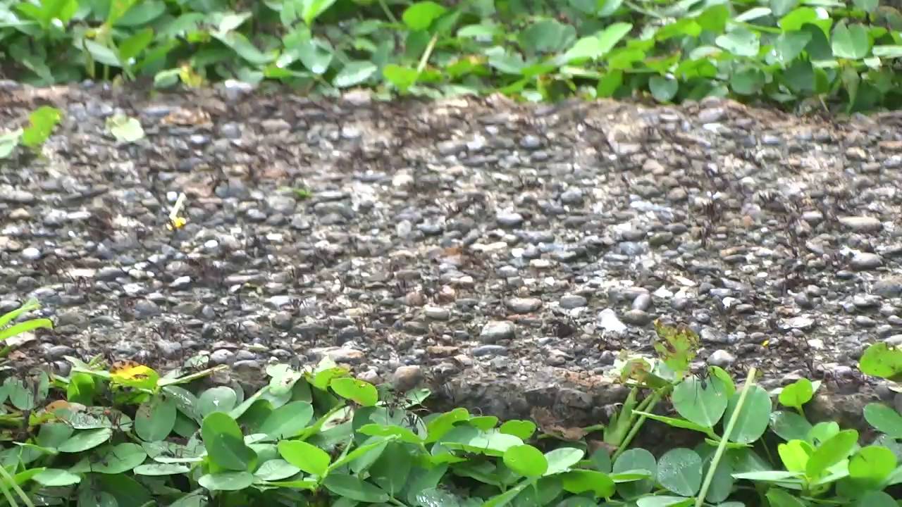 Army ant raid 1 - YouTube