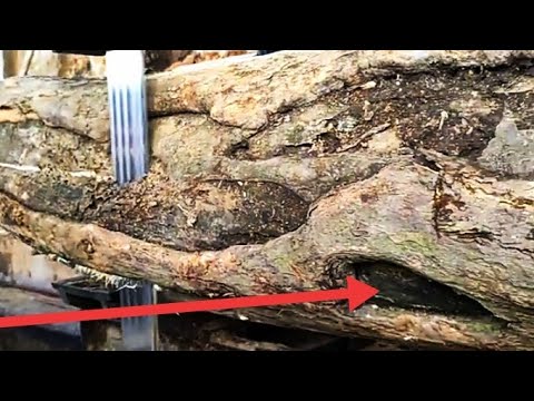 bu büyük kütük kereste fabrikasında sebepsiz yere reddedildi.