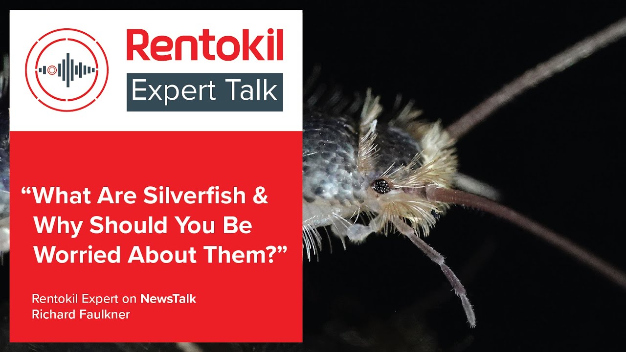 What Are Silverfish & Why Should You Be Worried About Them? | Rentokil ...