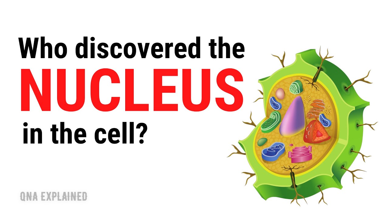 Who discovered the nucleus in the cell? - QnA Explained - YouTube