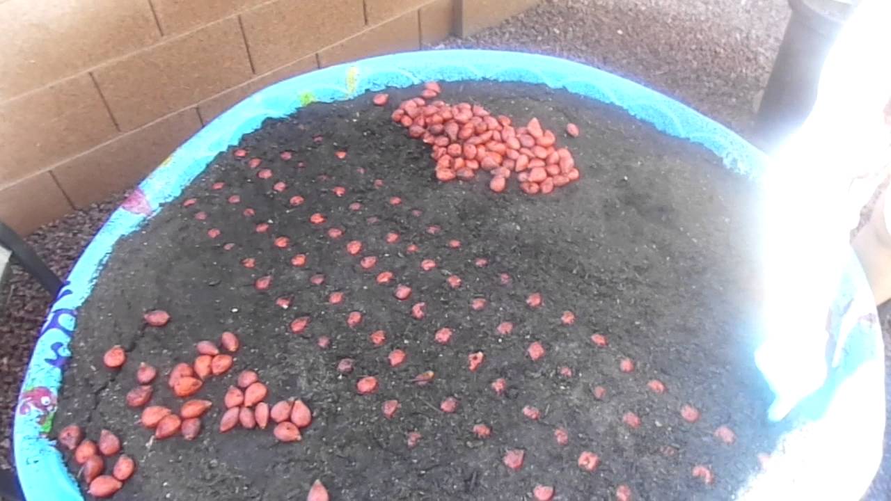 Sowing Sago Seeds (cycas Revoluta) in kids pool 2016 - YouTube