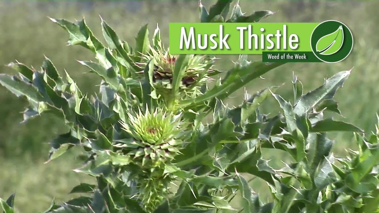 Weed of the Week #1034 Musk Thistle (Air Date 1-28-18) - YouTube