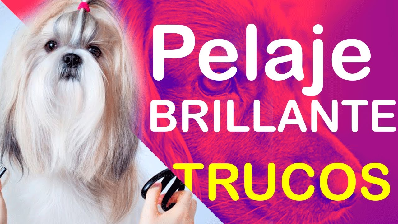 Como Hacer Que EL PELO DE TU PERRO BRILLE. - YouTube
