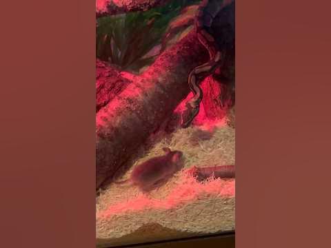 GRAPHIC CONTENT! Juvenile Ball Python Catching Live Prey #shorts #short ...