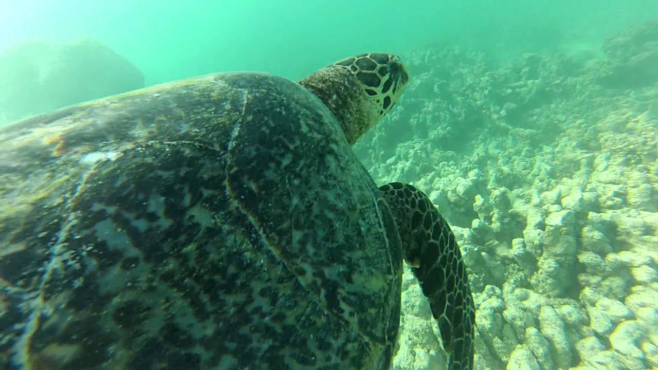Sea Turtle - Mauritius - YouTube
