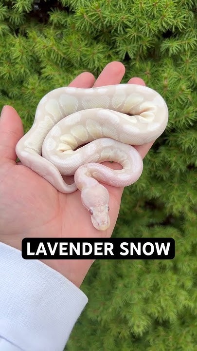 HOW COOL IS OUR LAVENDER SNOW BALL PYTHON - YouTube