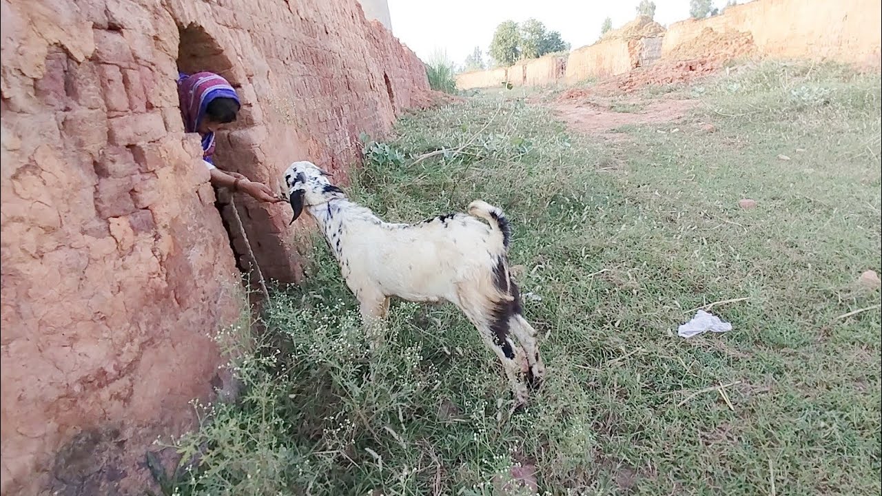 Funny goat purane mqbray mein le gay . Just informed 😁🤣 - YouTube