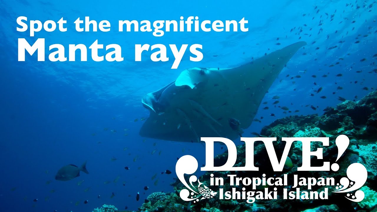 Spot the magnificent Manta rays | What to do in Ishigaki | Dive in ...