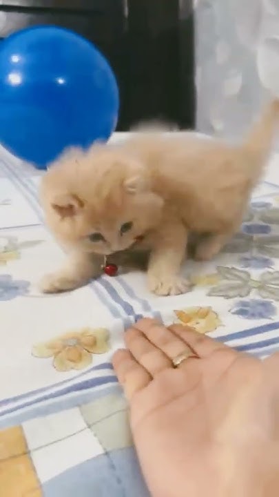 Handplaykittenpawskittenfunplayfulpawskittenhandskittenplaypawplaykitteninteraction