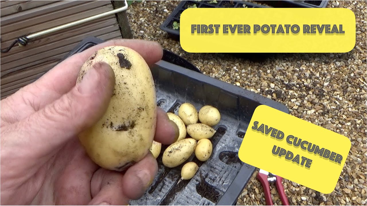 First Ever Potato Reveal - YouTube