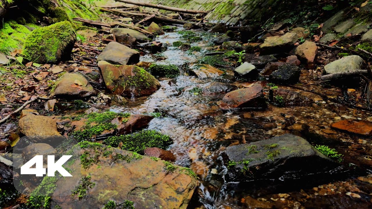 River and Forest in 4K | Peaceful Nature Sounds of Flowing Water - YouTube