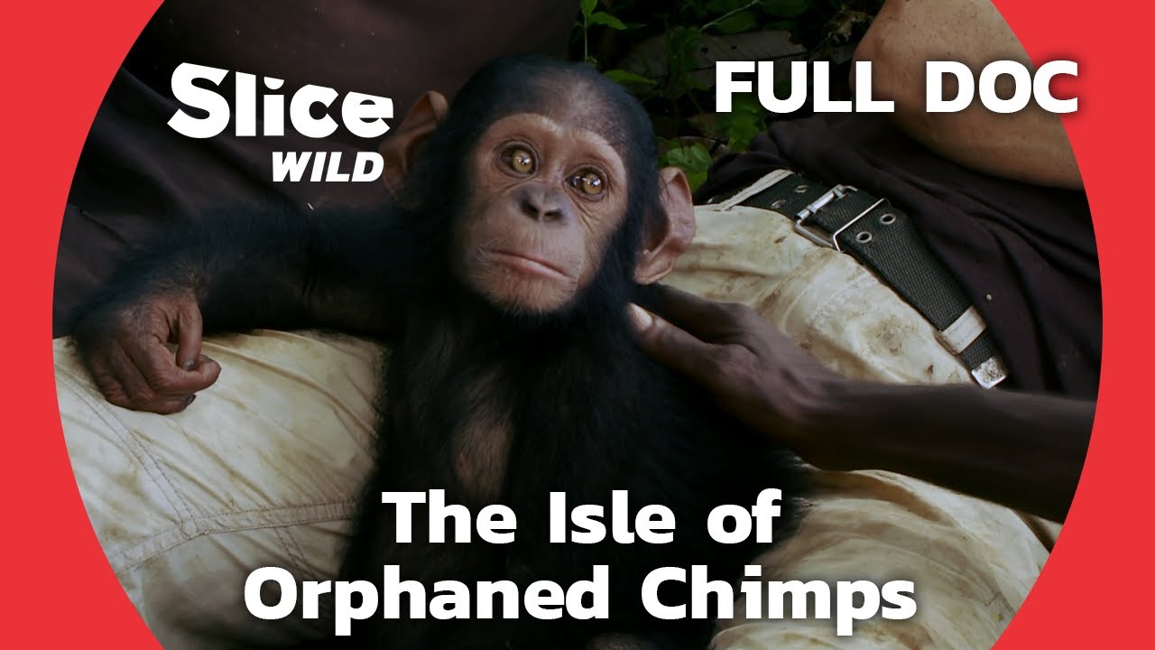 Returning to the Wild: the Story of Cannelle the Chimp | SLICE WILD ...