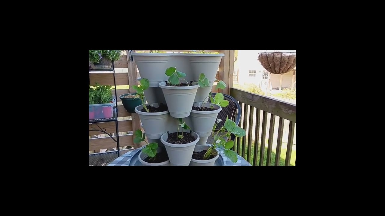 Strawberries an stackable container 🍓 - YouTube