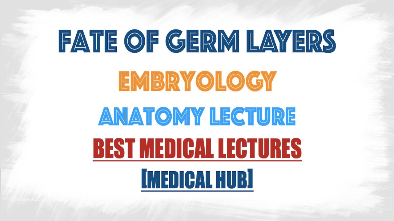 Fate of three Germ Layers in Embryology : Anatomy - YouTube