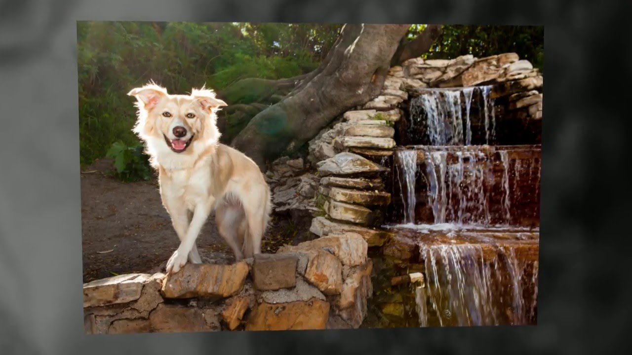 Wynnie The Cream Border Collie - YouTube