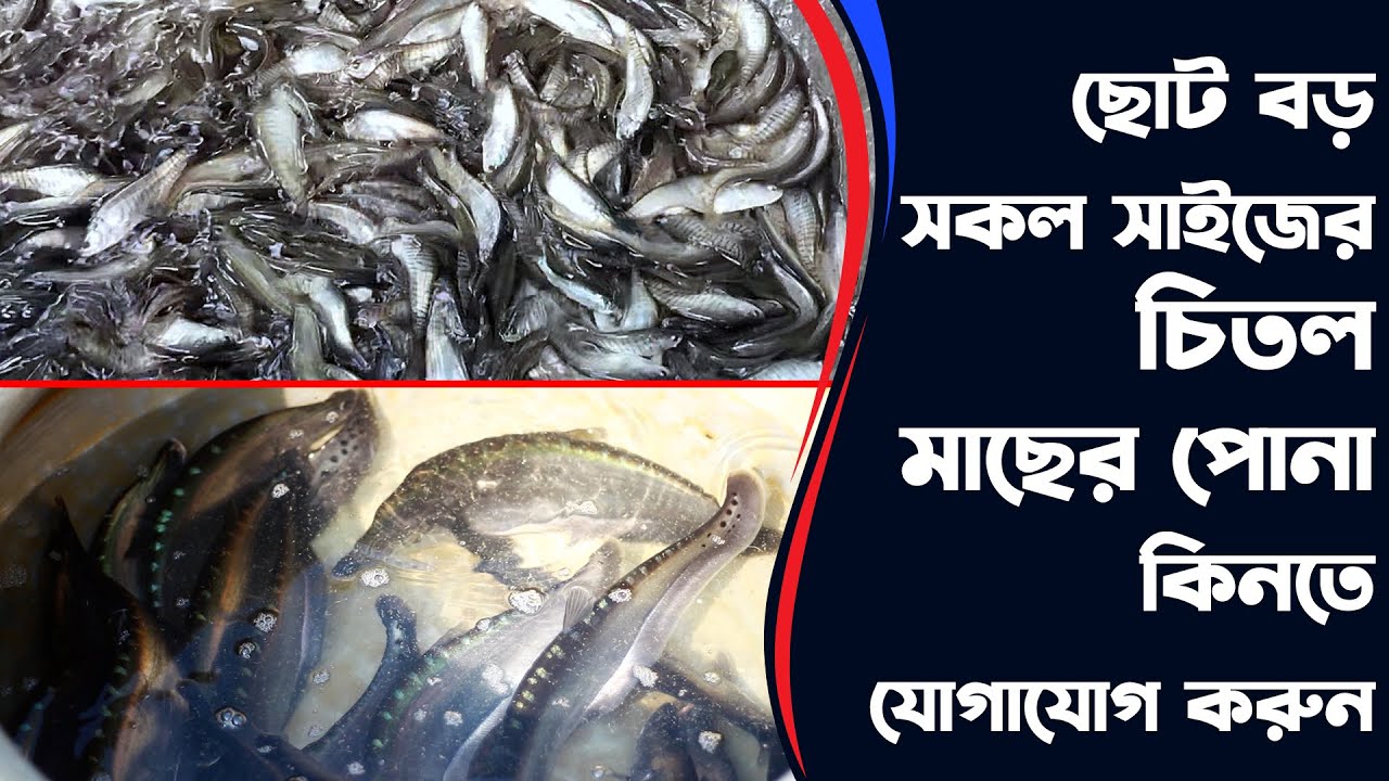 ছোট বড় সকল সাইজের চিতল মাছের পোনা কিনতে যোগাযোগ করুন || Jessore Fish ...