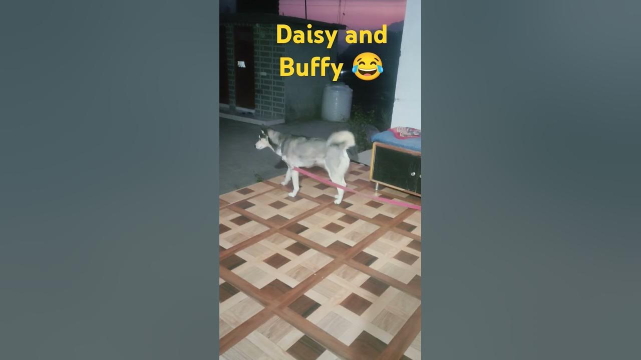 Daisy and Buffy 😂#shorts #shortvideo #youtubeshorts #daisy #husky #trending - YouTube