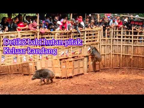 DETIK2 BAGONG HUTAN PITAK KONTES DUGONG CIMARA SUMEDANG KELUAR KANDANG
