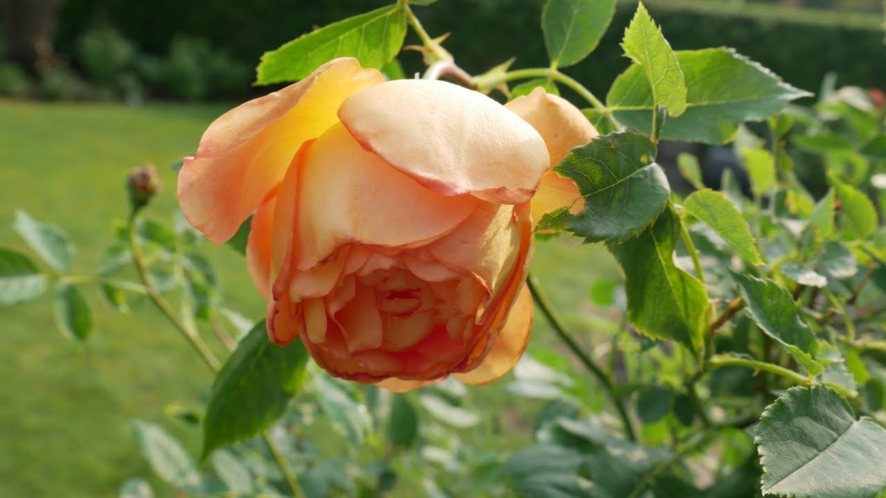 Lady Emma Hamilton Rose Review - YouTube
