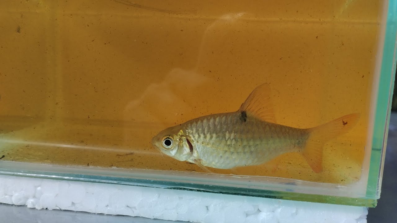 Barbodes cf. rhombeus from North Selangor, Malaysia - YouTube