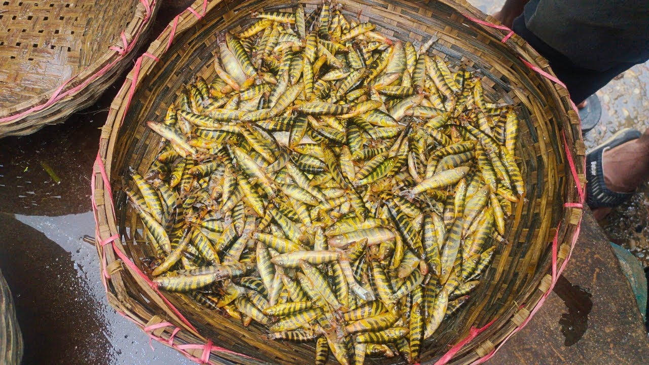 সিলেট মেজরটিলা মাছ বাজার | Sylhet Mejortila Fish Market - YouTube