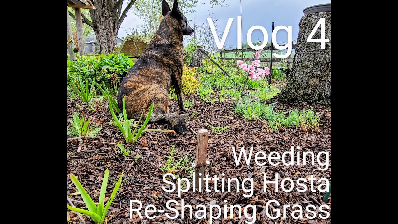Vlog _ Splitting Hosta _ Re-shaping Grass - YouTube