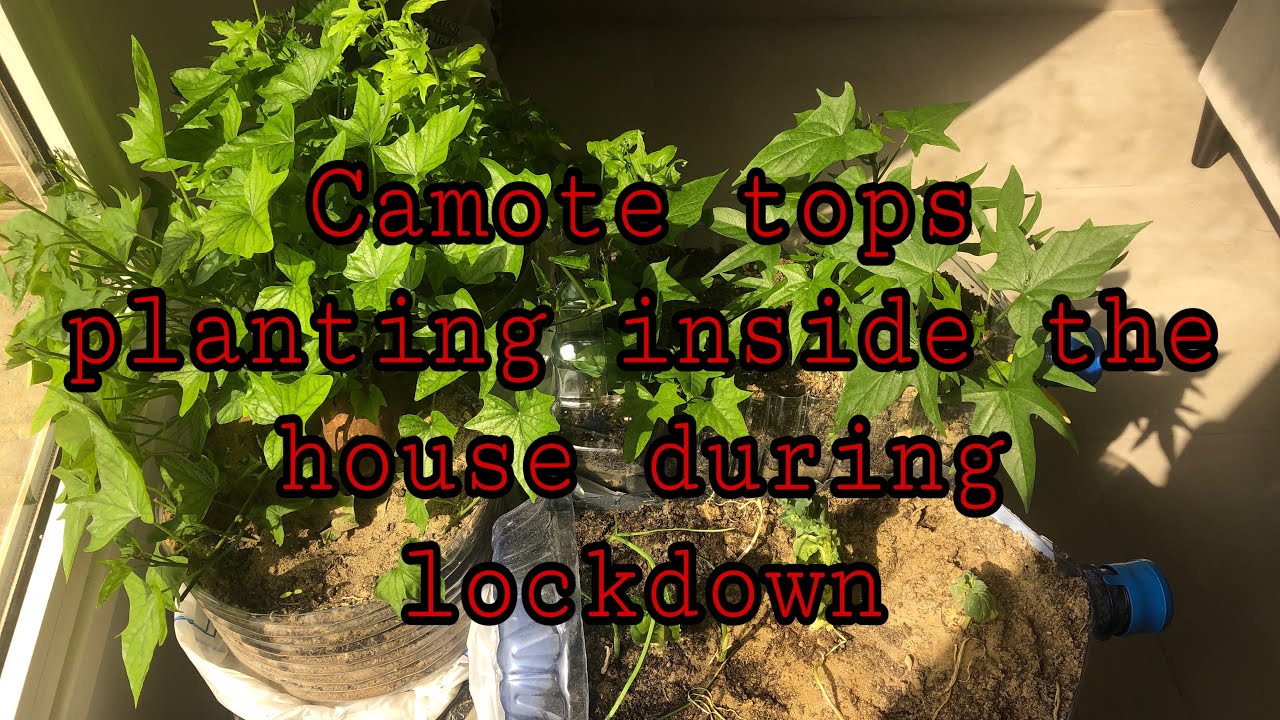 Indoor Planting camote - YouTube