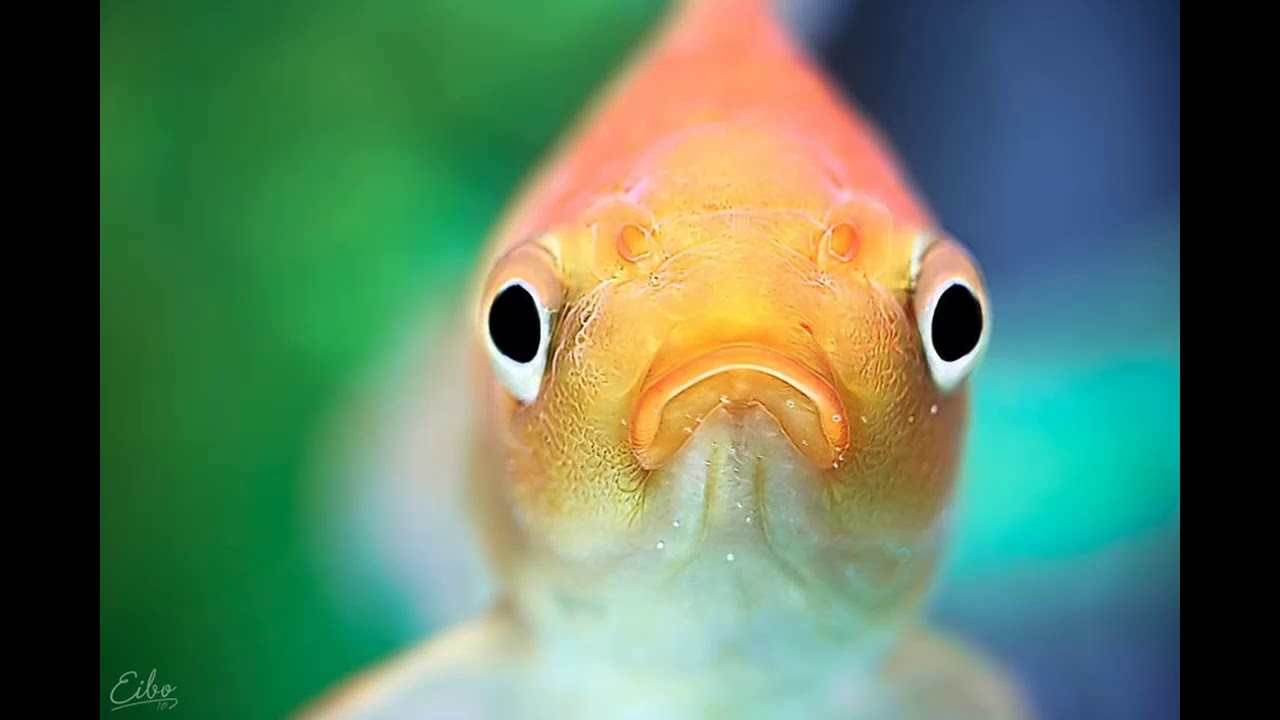 Fish - YouTube