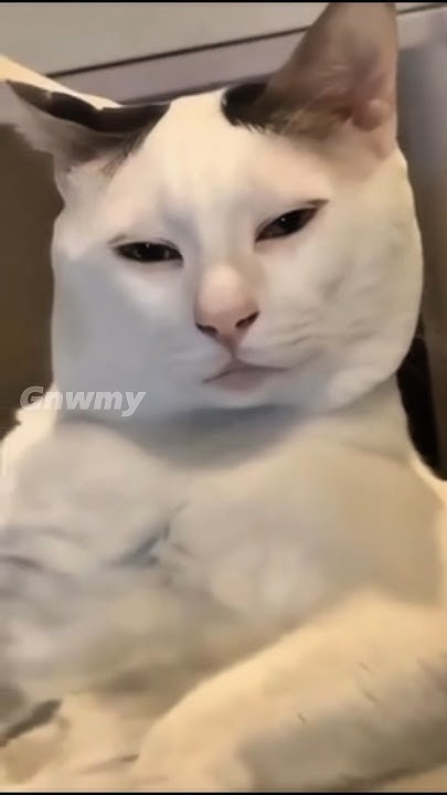 indifferent mode cat #catshorts #cat #funnycats #catlover #funny - YouTube