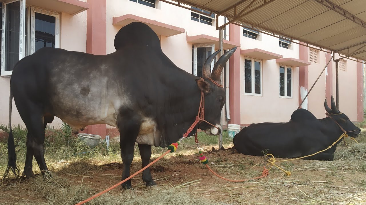 Tamilnadu Native Bull Breeds YouTube tamilnadu-native-bull-breeds-youtube