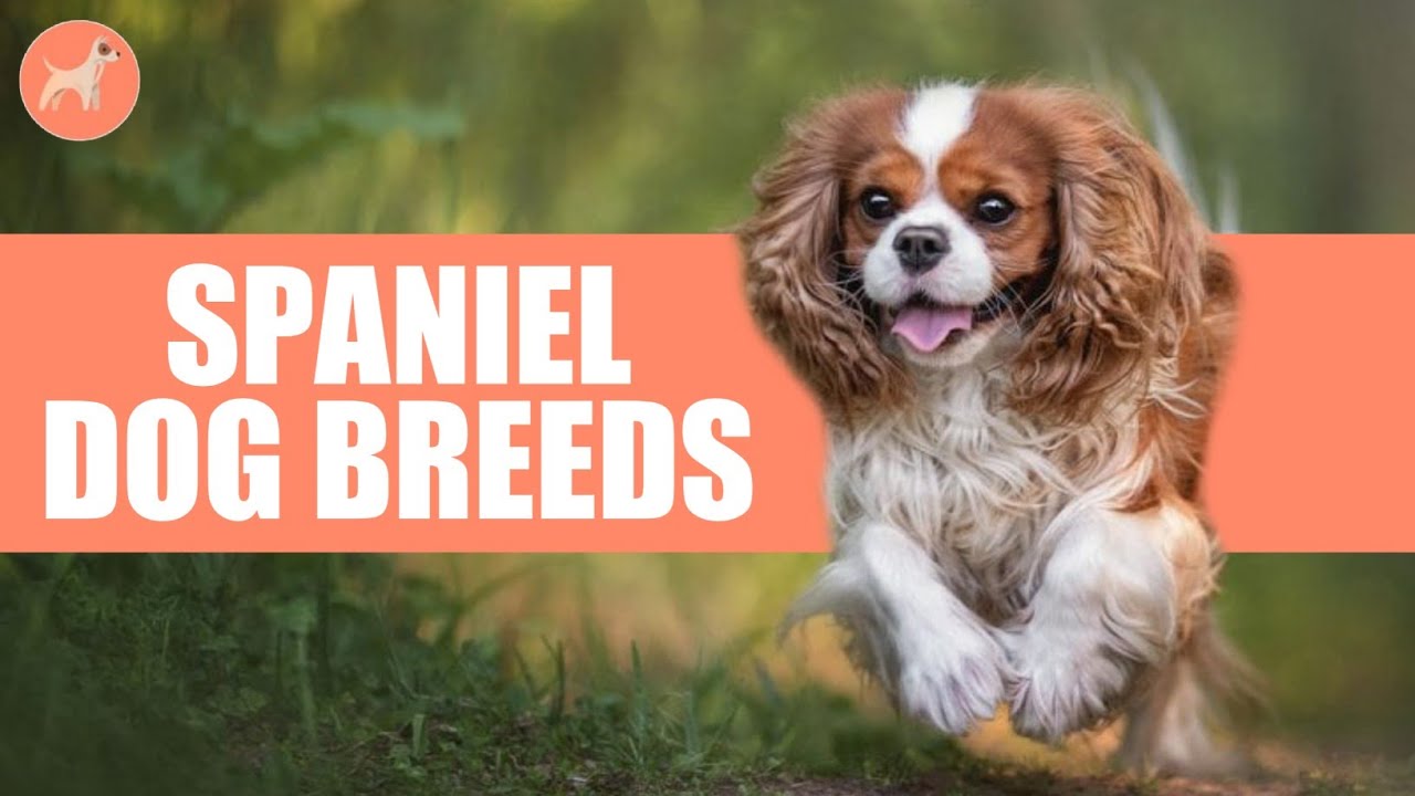 5 Types of Spaniel Dog Breeds & Their Differences - YouTube
