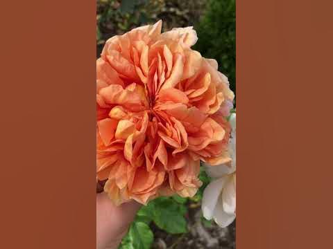 Бель де Анжу +Себастьян Кнейп 🧡, розы - это по любви . #roses #розы # ...