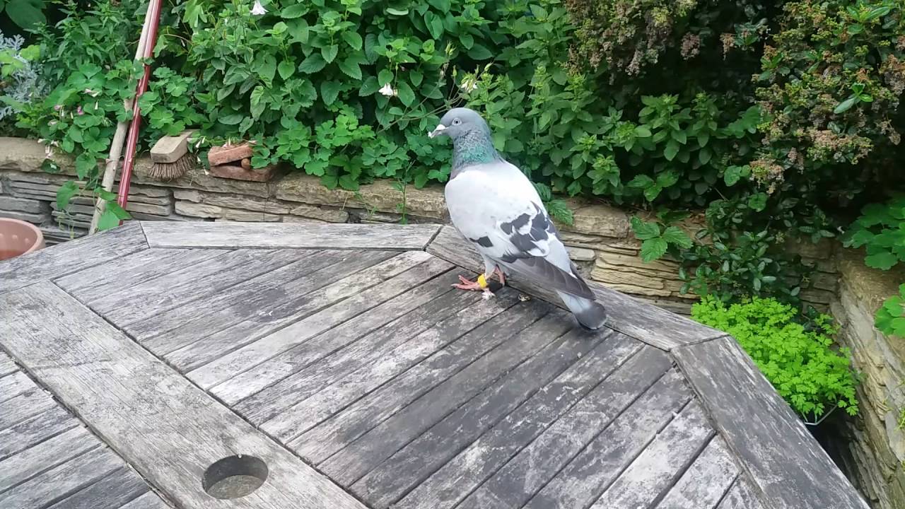 Pigeon pooping epic shot - YouTube